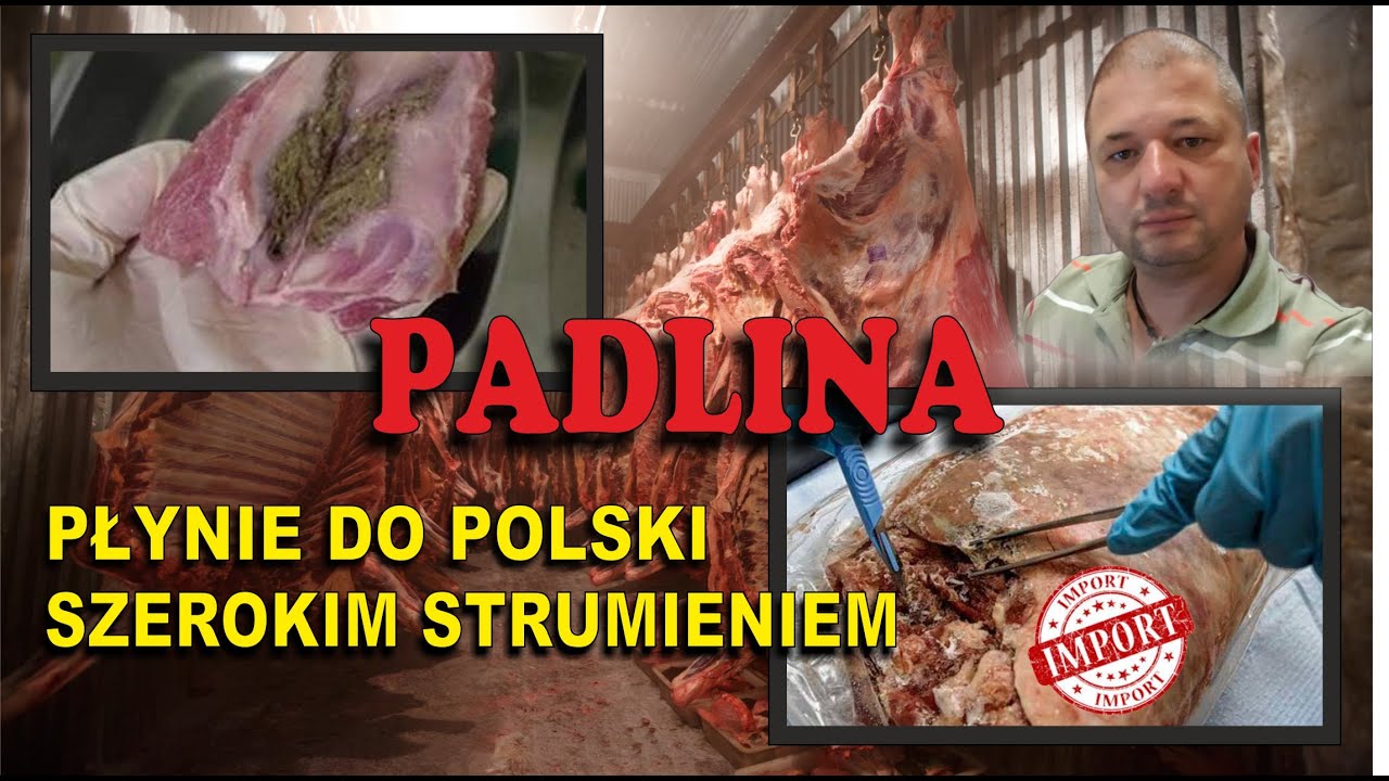 PADLINA SZEROKIM STRUMIENIEM PŁYNIE DO POLSKICH SKLEPÓW - YouTube