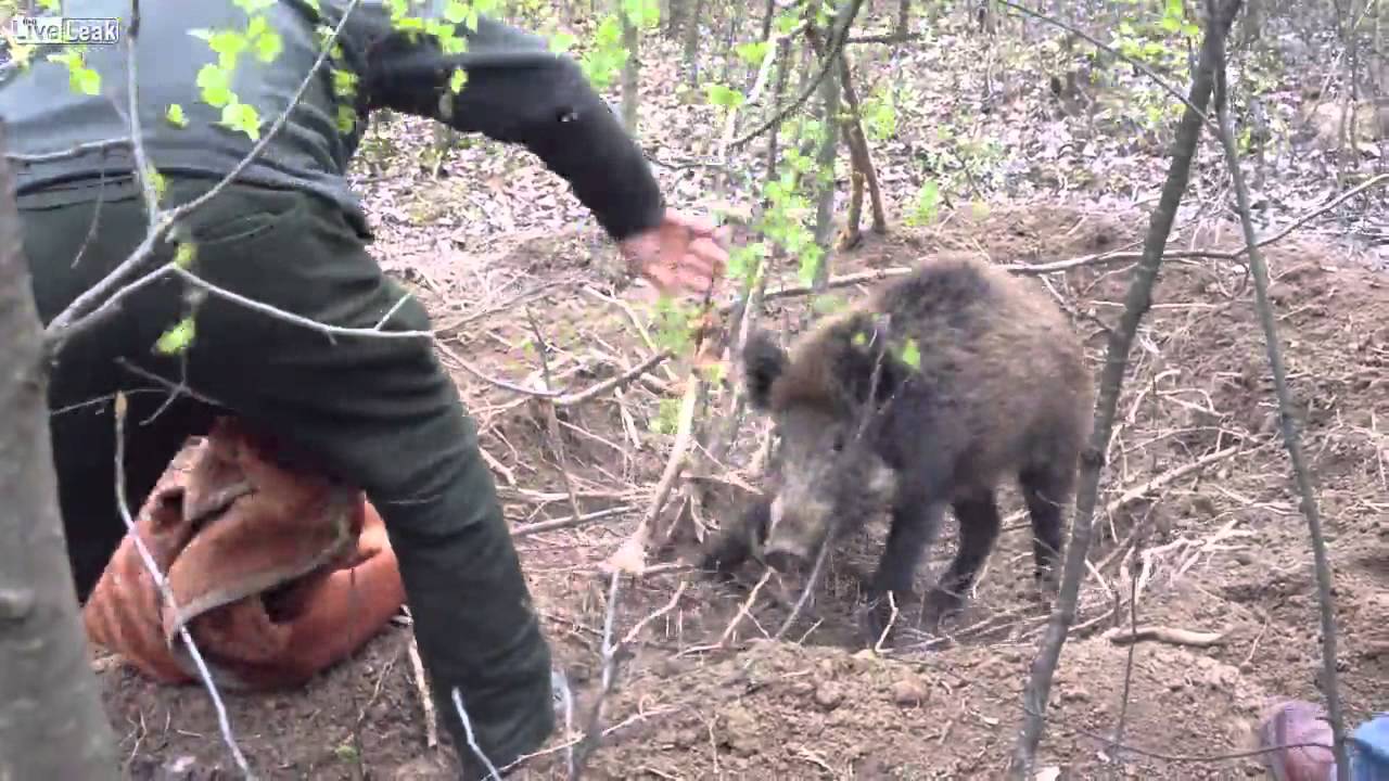 Saving An Aggressive Wounded Boar From Poaching Trap! - YouTube