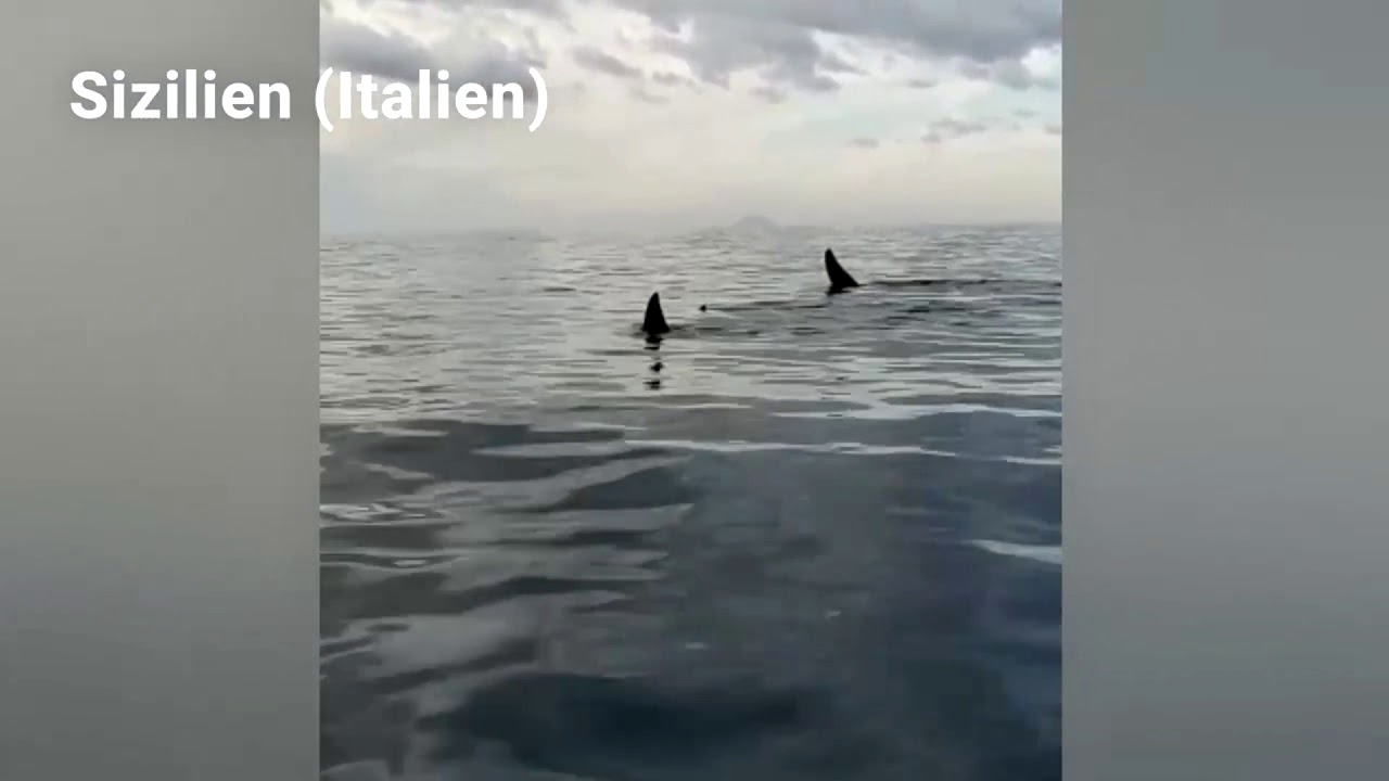 Orcas in front of Sicily (Italy) - YouTube