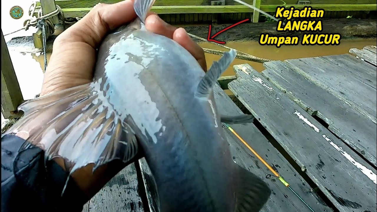 Momen LANGKA ..!!! TIDAK SEMUA PEMANCING SEBERUNTUNG INI - YouTube