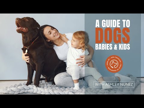 A Guide to Dog, Babies & Kids - YouTube