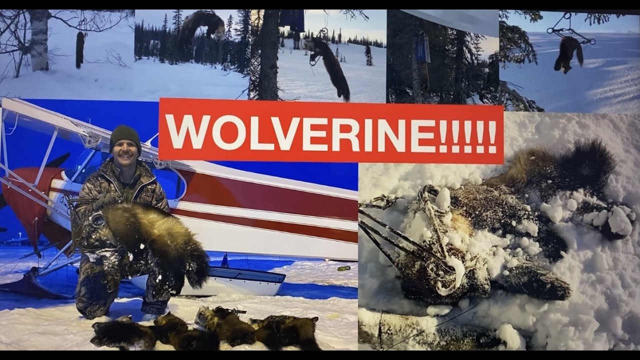 S21Ep1: Wolverine Trapping and Marten Trapping via Supercub in Alaska! Judgement Day! - YouTube
