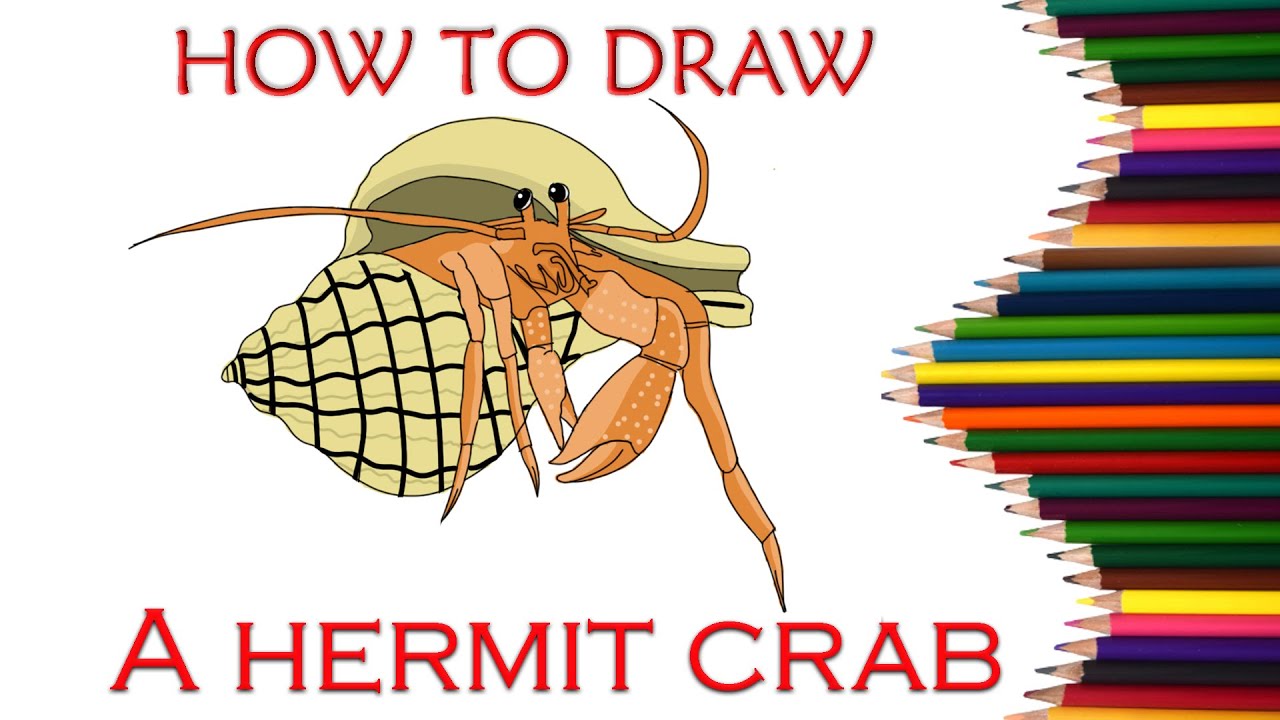 How To Draw A Hermit Crab Step By Step Guide | Easy Drawing - YouTube
