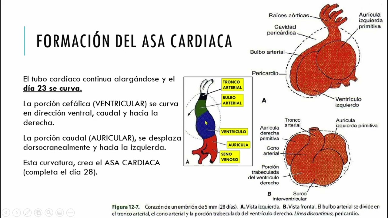 DESARROLLO DEL SISTEMA CARDIACO DR LUIS FLECHA - YouTube