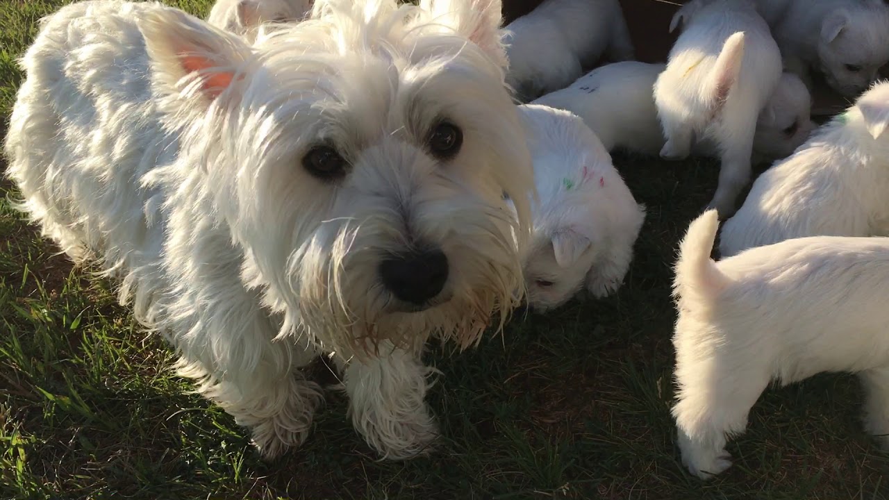 Westie puppies having fun outside - YouTube