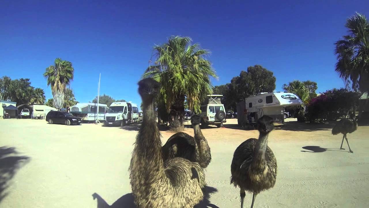 When Emus attack... - YouTube