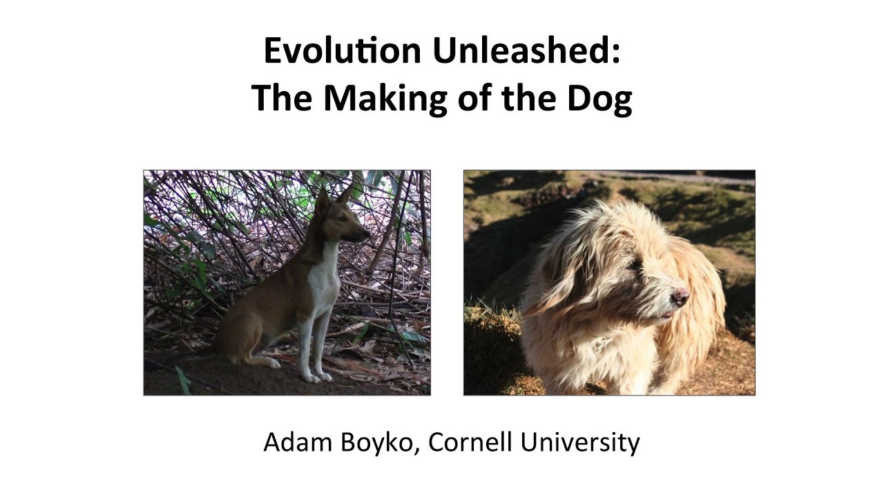 Evolution Unleashed: The Making of the Dog by Dr. Adam Boyko - YouTube