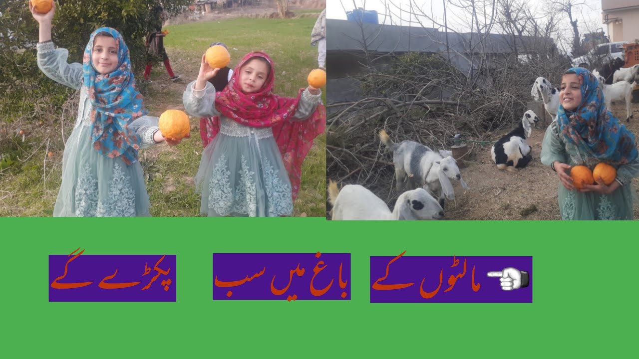 #ladli pari#sitara yaseen vlog#naina akber vlog#mustafa sajid vlog# ...
