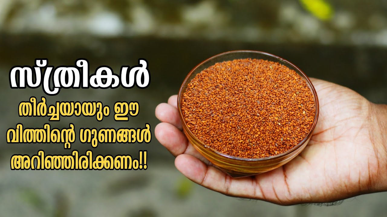 സ്ത്രീകൾ തീർച്ചയായും ഈ വിത്തിന്റെ ഗുണങ്ങൾ അറിഞ്ഞിരിക്കണം | Halim Seed ...