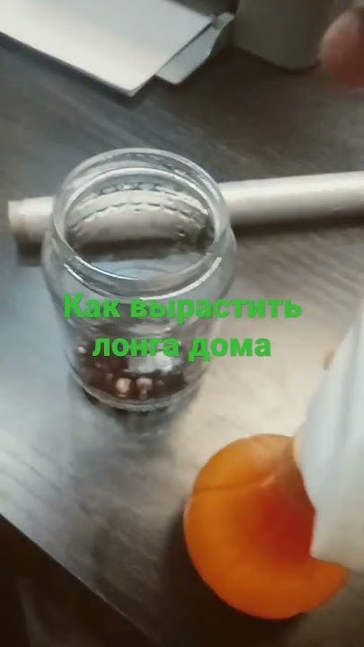 как вырастить лонган - YouTube