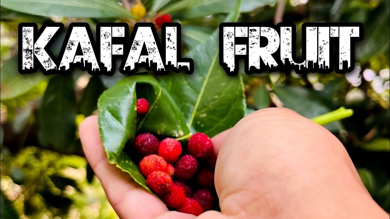 Kafal Fruit | kafal khane kuya mario la junkiri | kafal ko Dana | # ...
