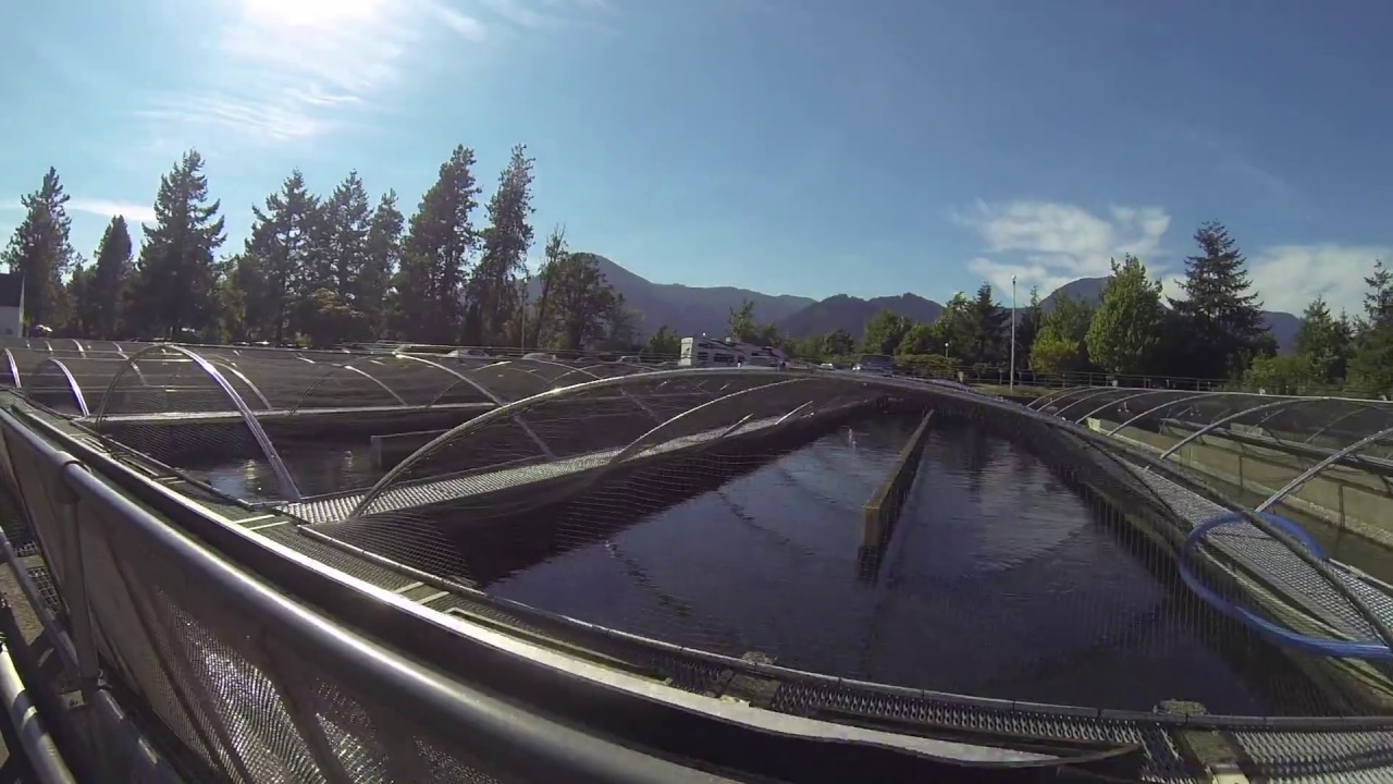 Cascade Salmon and Bonneville Hatchery OR - YouTube