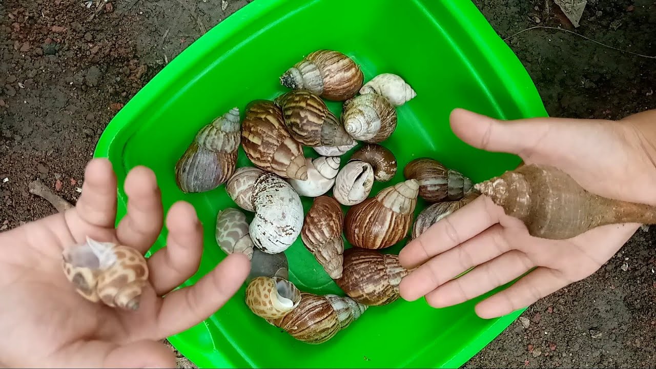 SNAILS HUNTING, Mencari menemukan Siput, Bekicot, Keong, siput macan ...