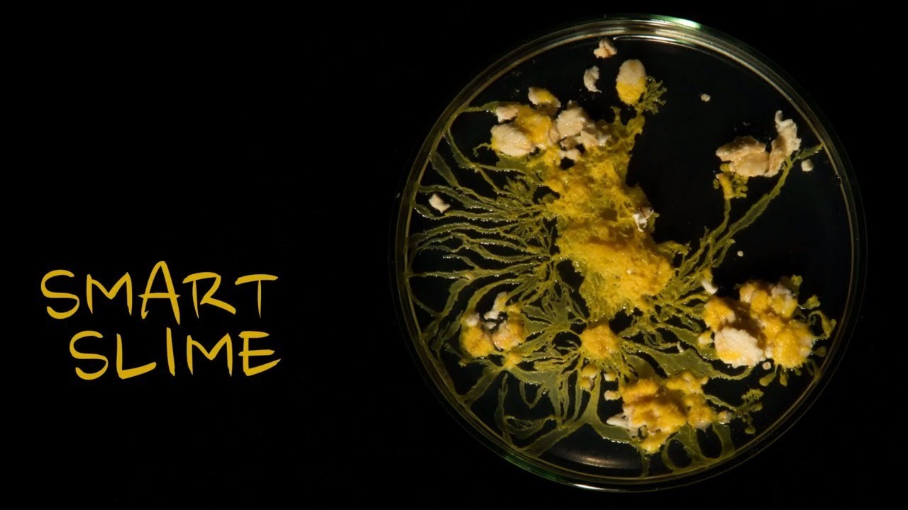 Smart Slime? - YouTube