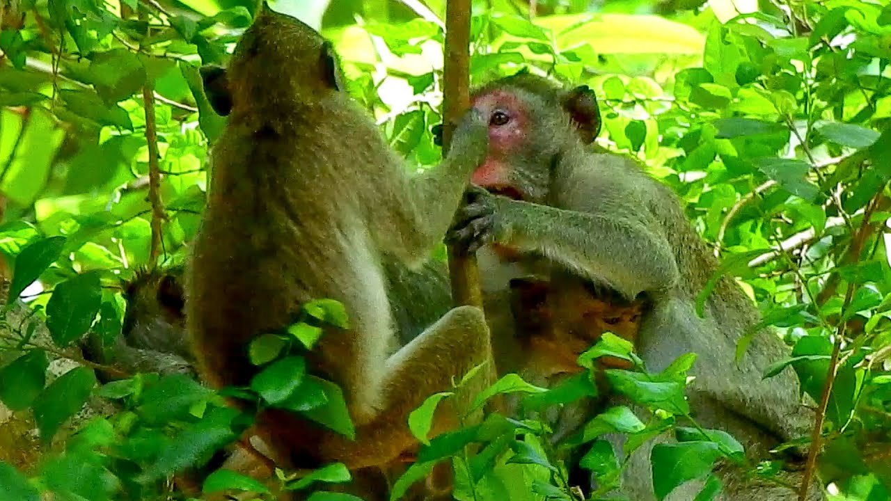 Jazzy is not safe catch the tree when Jane warn disciplined get her ...