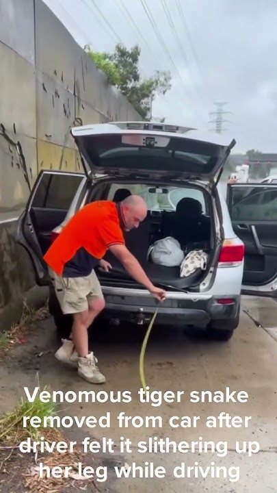 Venomous tiger snake removed from car after driver felt it slithering ...