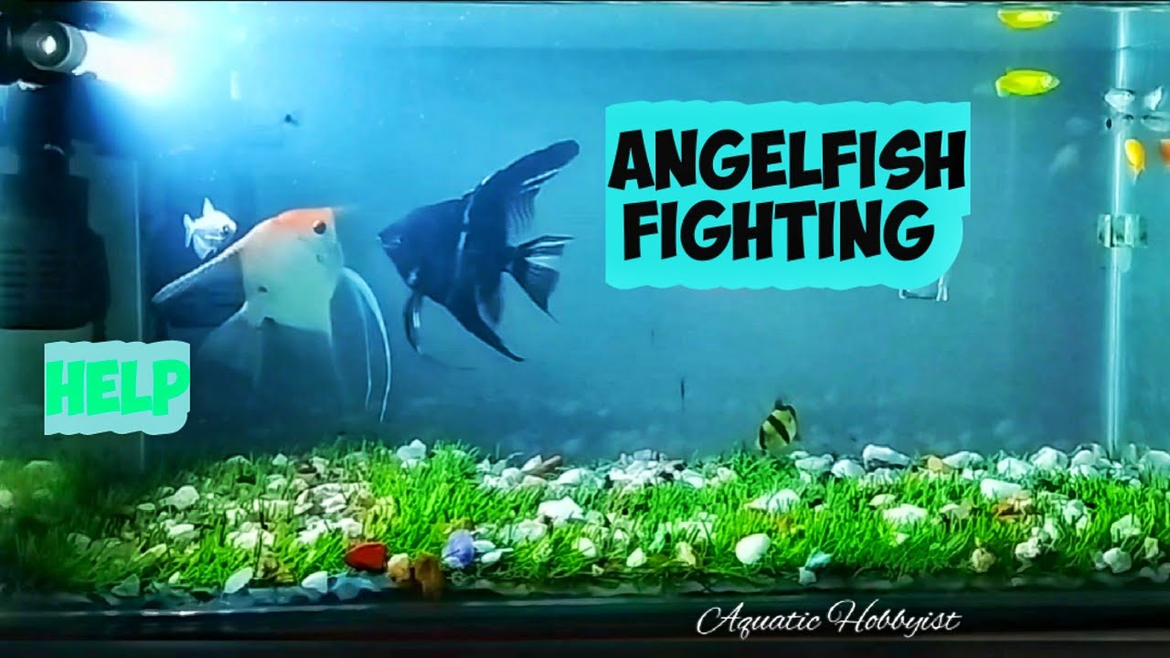 Cute Angelfish Fight😍 | Aquarium - YouTube