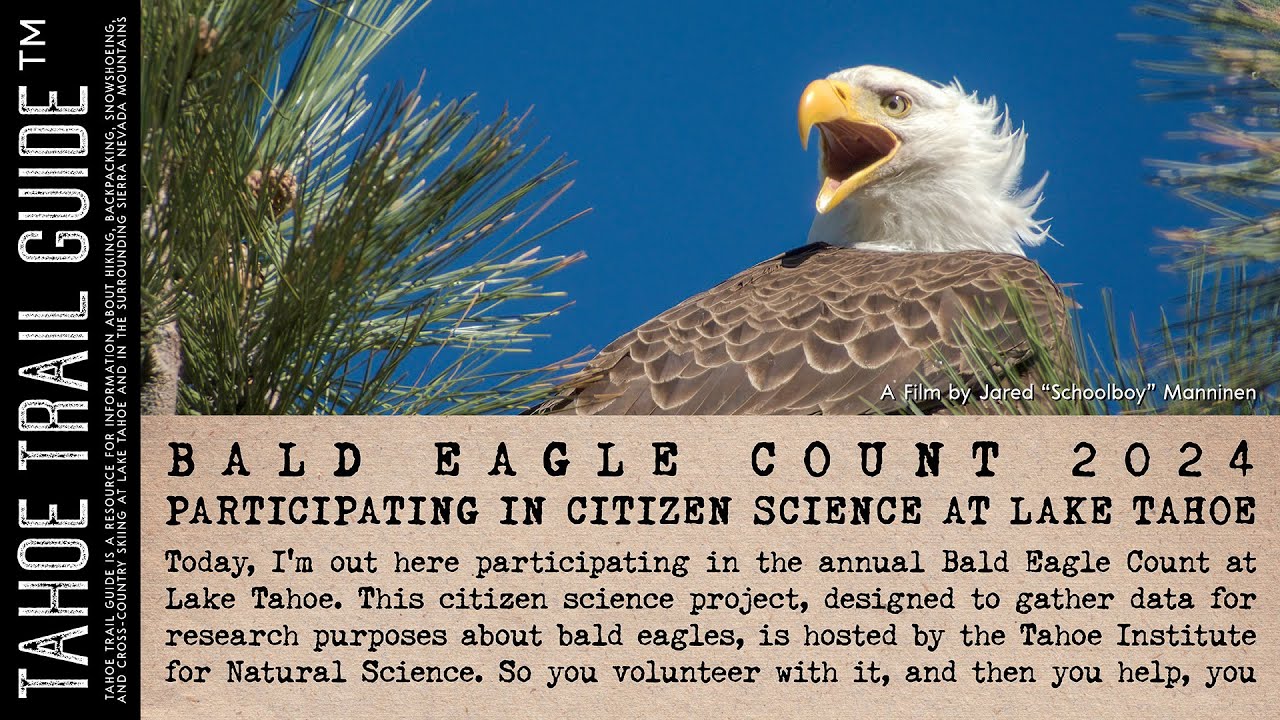 Birds of Lake Tahoe: Participating in the 2024 Annual Bald Eagle Count ...