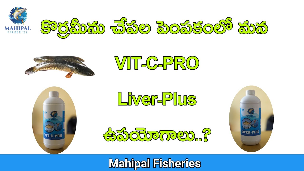 Our Products Liver-plus & Vit-C-Pro uses in Fish Farming - YouTube
