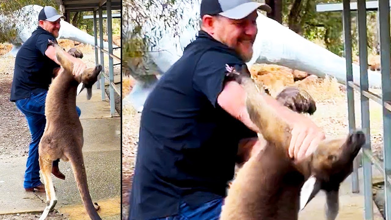 😱🚨😱Shocking Encounter! Tourist Reveals Aggressive Kangaroo Attack! 🦘😱🚨😱 ...