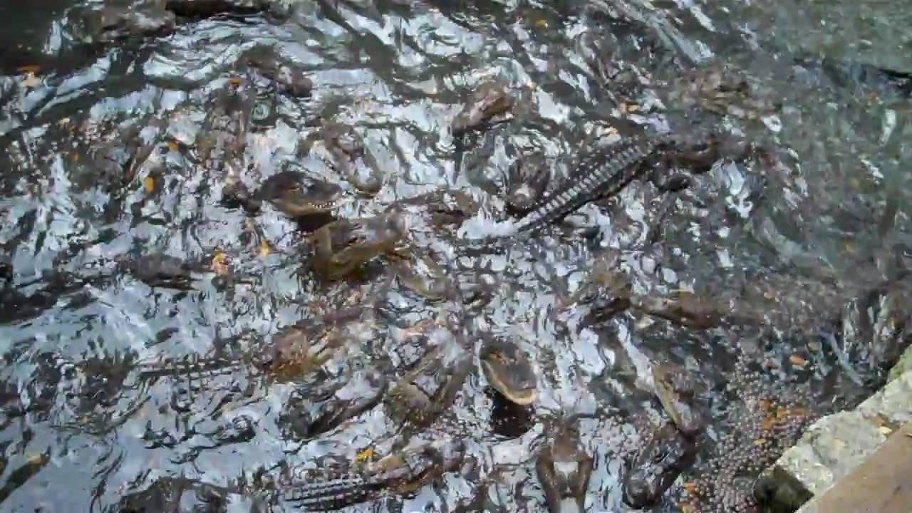 Alligator Feeding Frenzy - YouTube