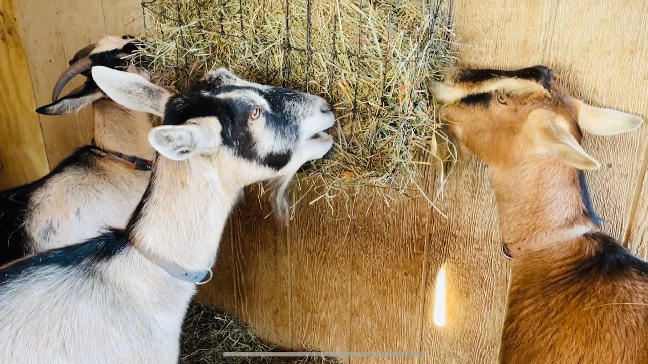 How to reduce stress in goats - Signs of Stress in Goats! - YouTube