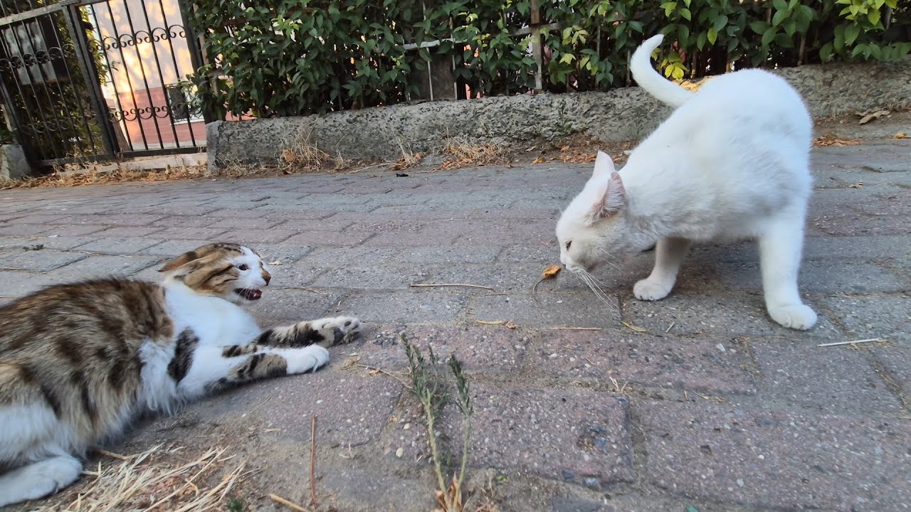 A Cat looks for a place to hide in fear after encountering an Angry ...