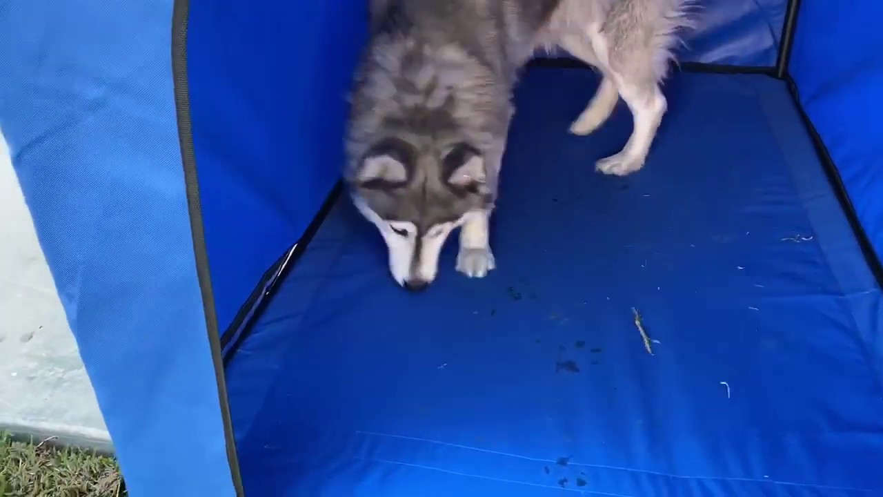 Husky Loves New Dog House - YouTube