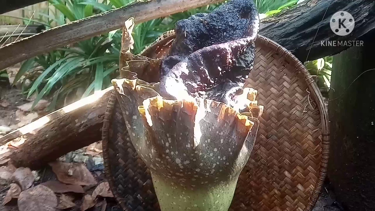Bunga gede banget bunga rafflesia x bunga tanpa pohon - YouTube
