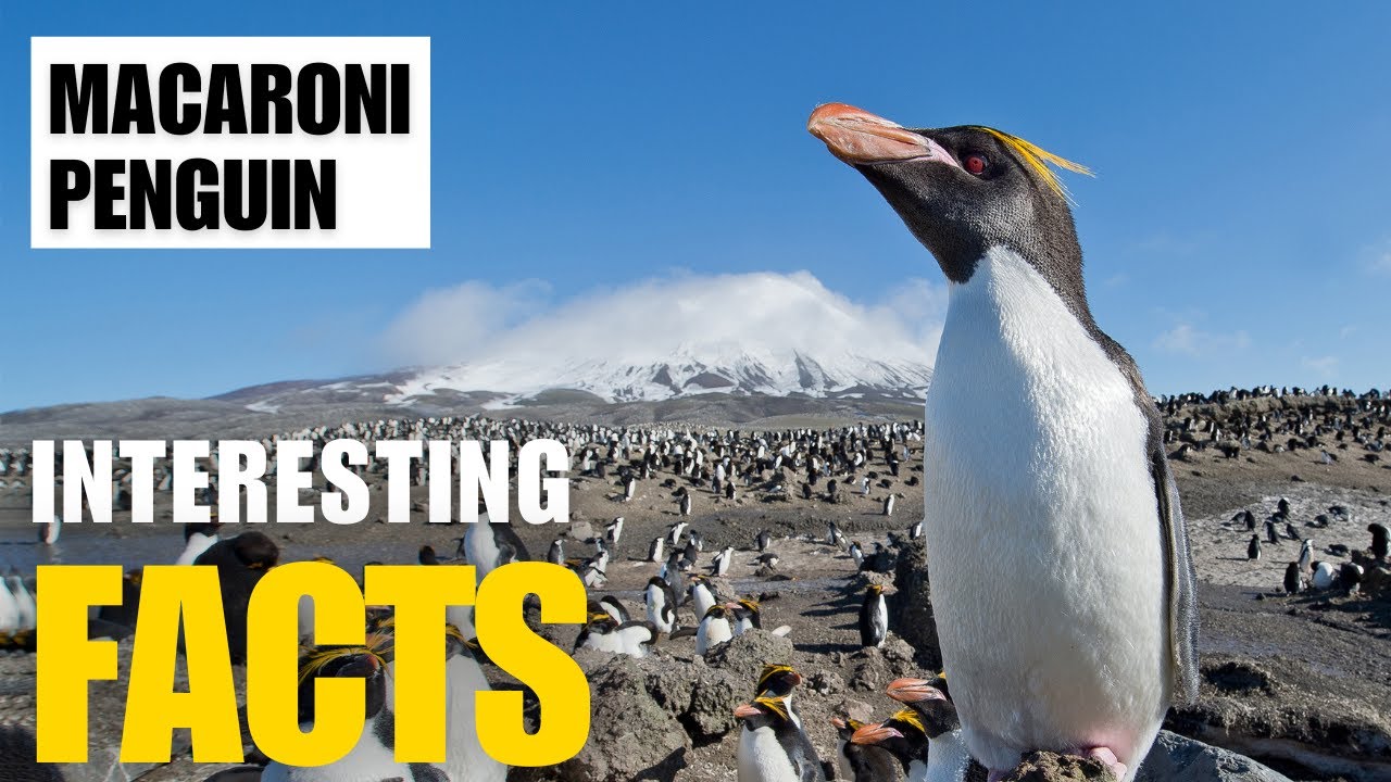 Exploring The Fascinating World Of Macaroni Penguin Interesting Facts exploring-the-fascinating-world-of-macaroni-penguin-interesting-facts
