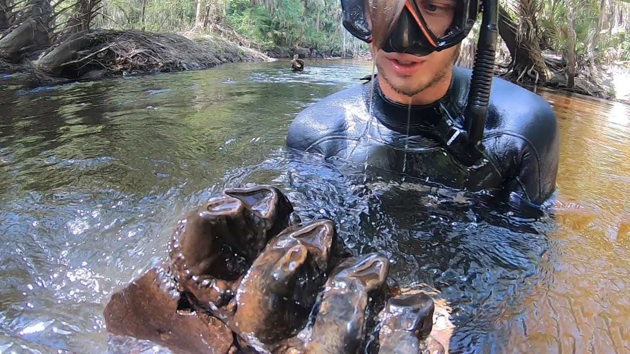 MASTODON JAW DISCOVERED in Florida - YouTube