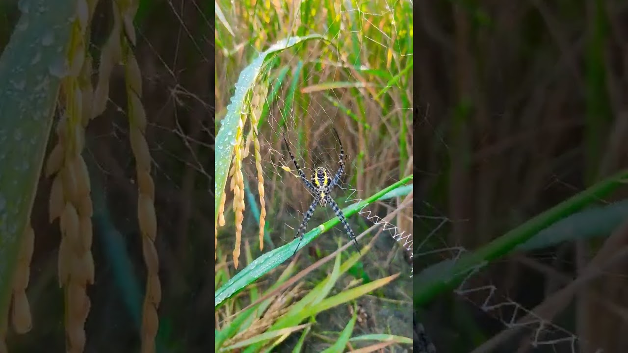 Makadi | Spider #spider | Makadi and uska ghar - YouTube