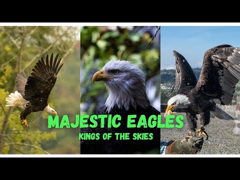 Majestic Eagles: Kings of the Skies🦅🦅 - YouTube