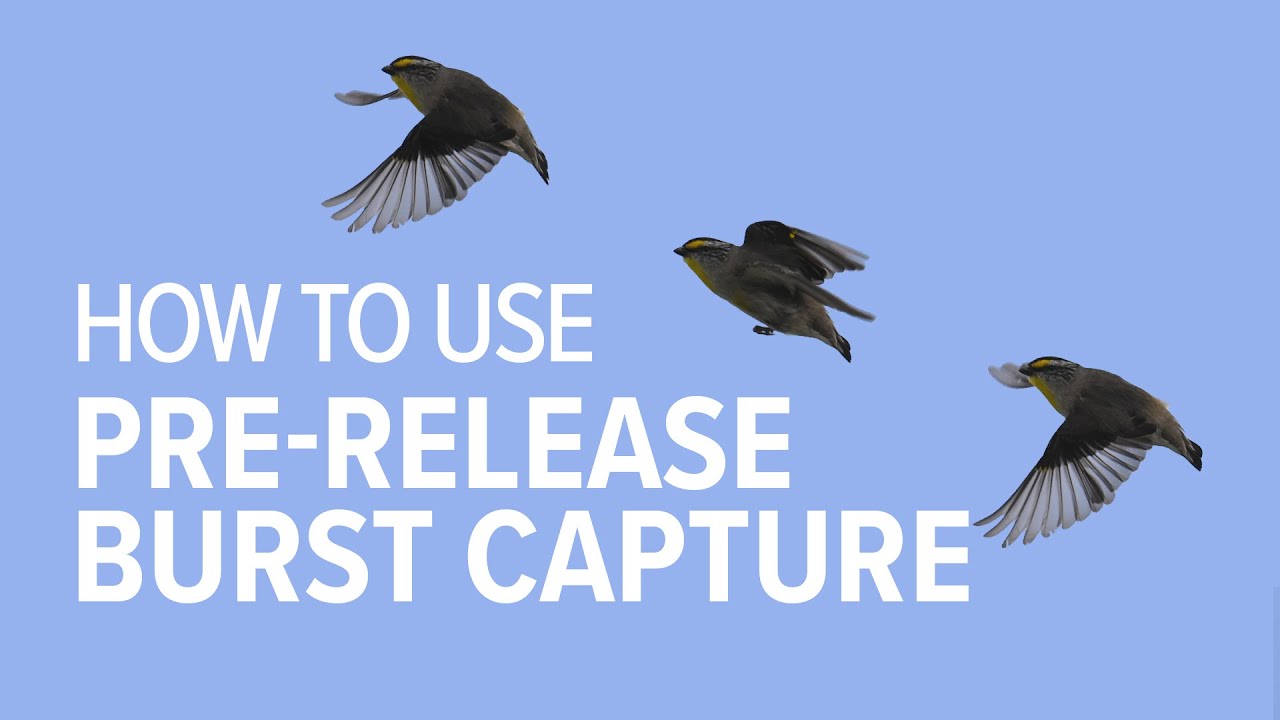 Pre Release Capture with the Nikon Z8 | Bird Photography Made Easy ...