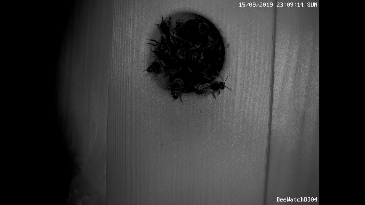 BeeWatching Livestream From Daniel Boschung - YouTube