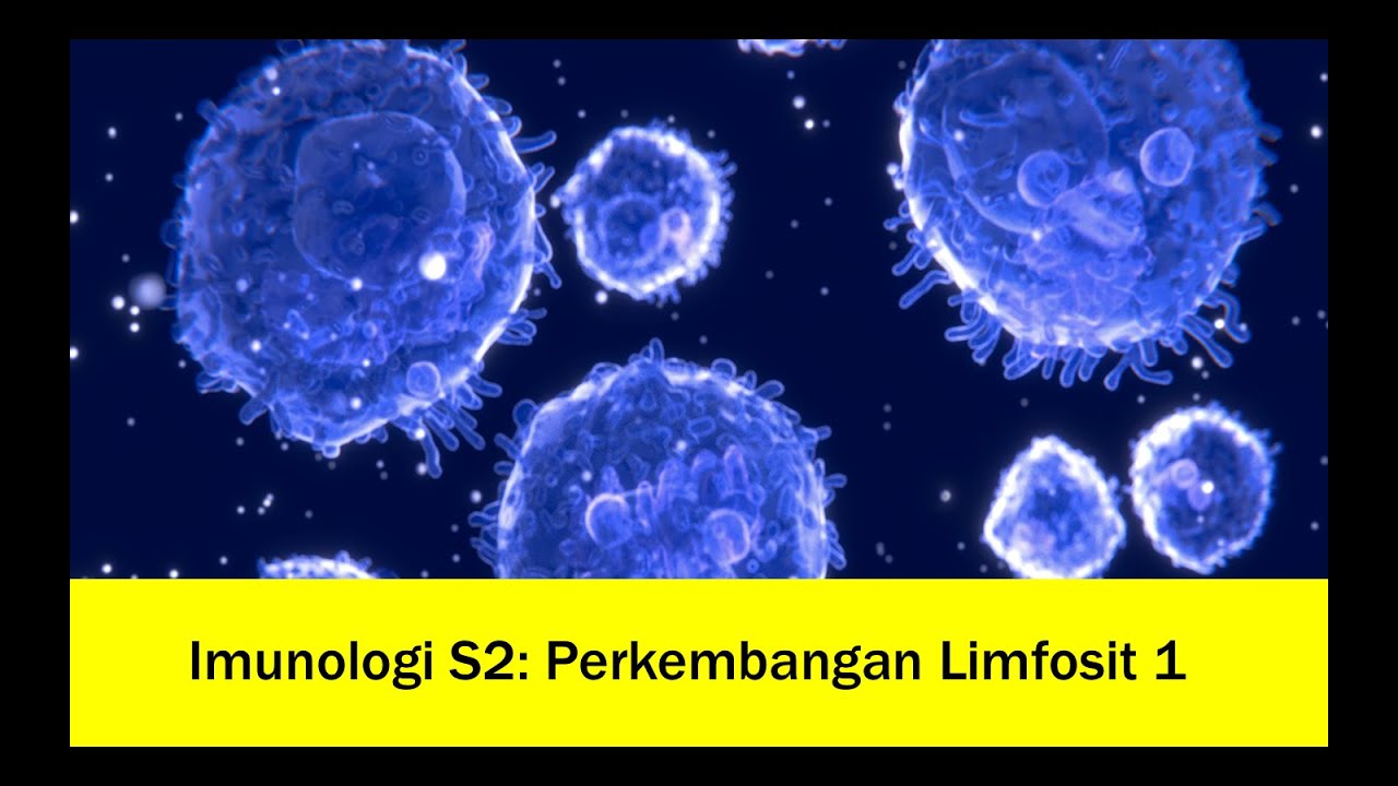Imunologi S2: Perkembangan Limfosit 1 - YouTube