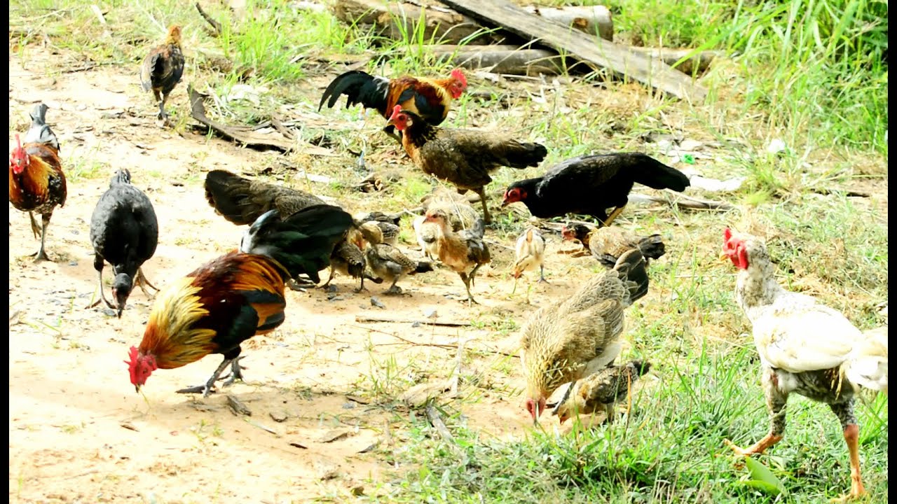 Exploring the Colorful World of Wild Chickens Discovering Nature's ...