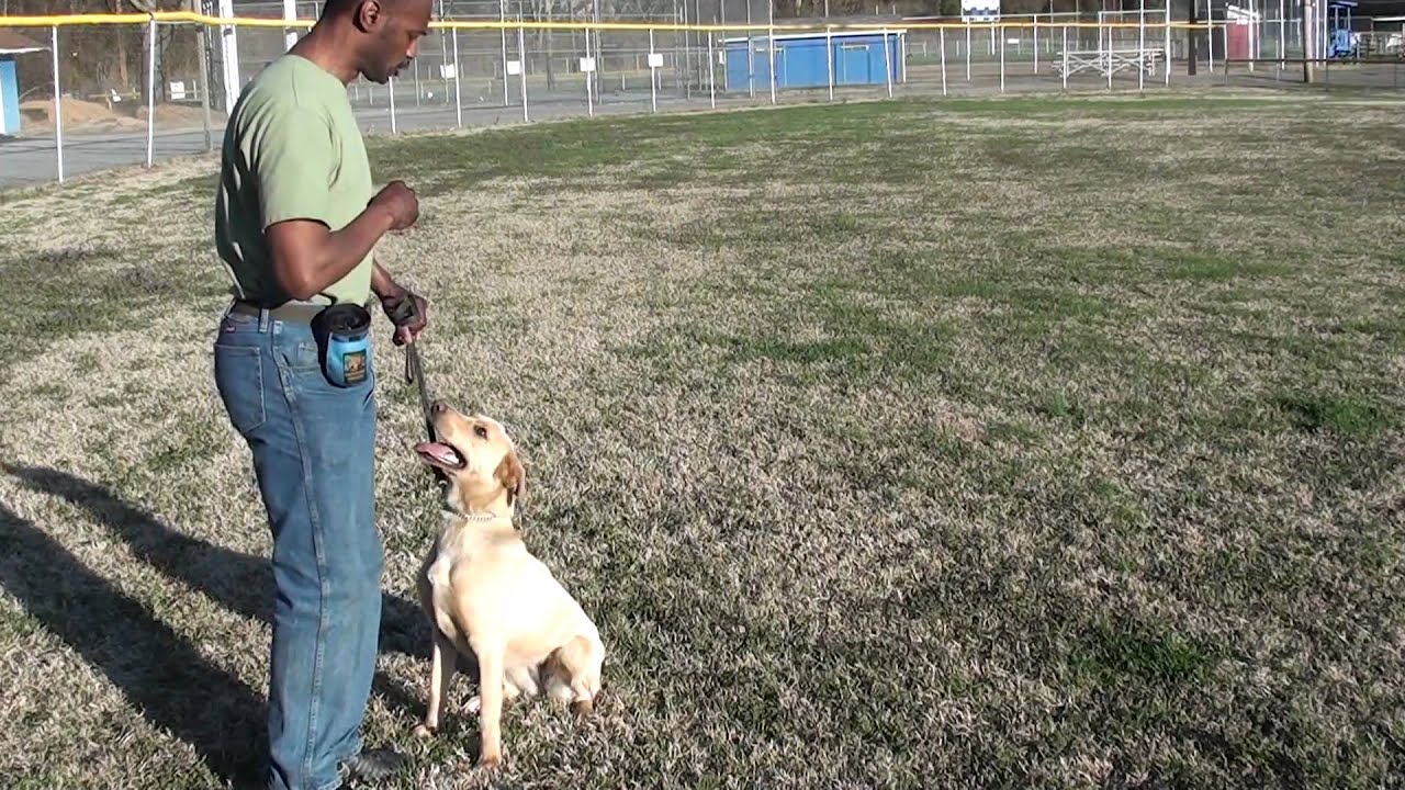 Nashville Dog Trainer Guy 016: Teaching a Lab to Stay - YouTube