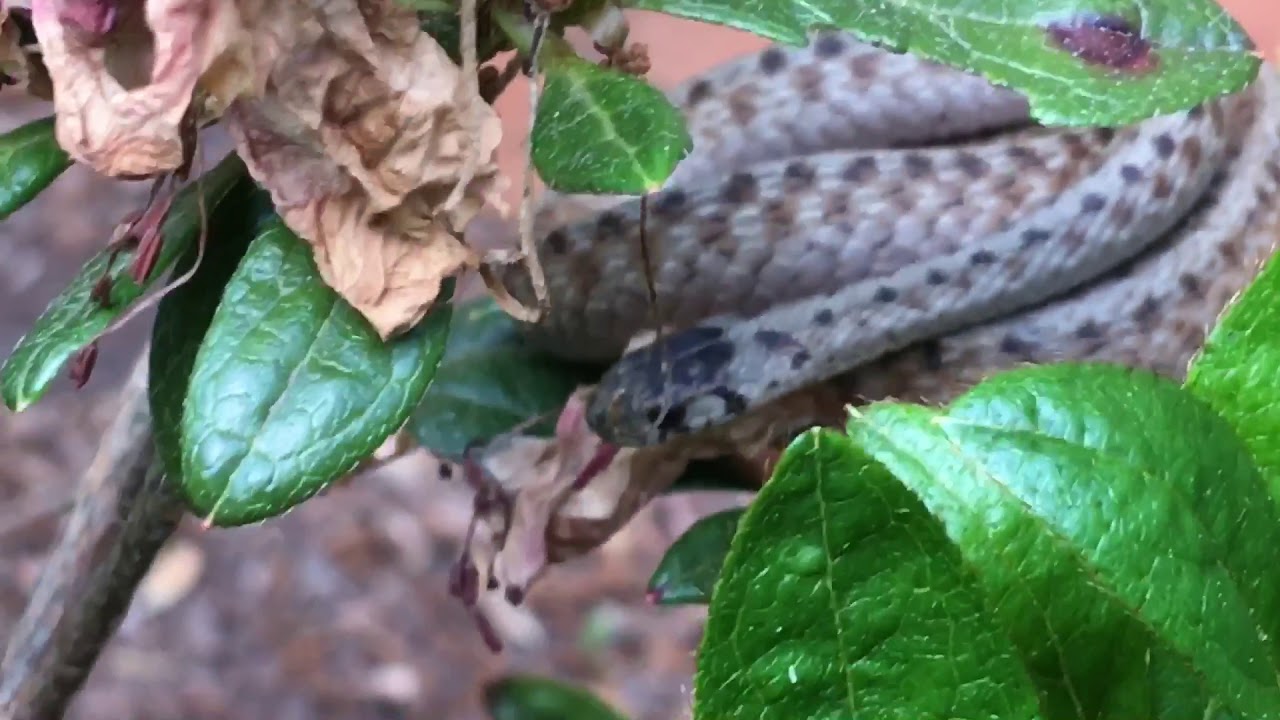 Phát hiện con rắn ở vườn hoa - finding a snake in the garden - YouTube