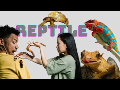 Reptile Realm: Unveiling the Scales - YouTube