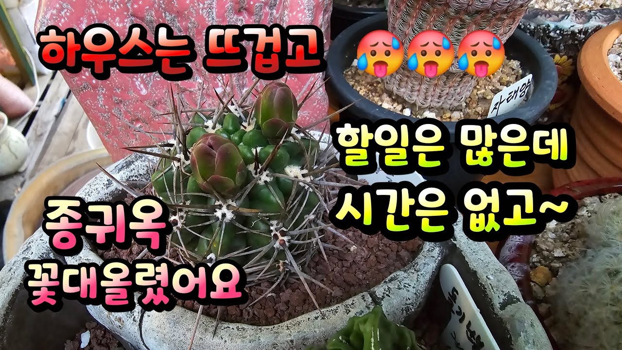 하우스는 뜨겁고~할일은 많은데 시간은 부족하고~종귀옥 꽃대 올렸어요 다육식물 다육이 다육하우스 다육이키우기