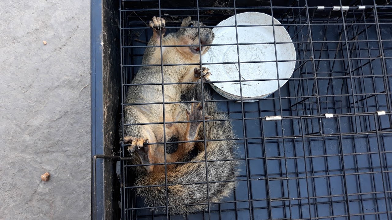 "SQUIRRELINATOR" (Catch & Release) - YouTube