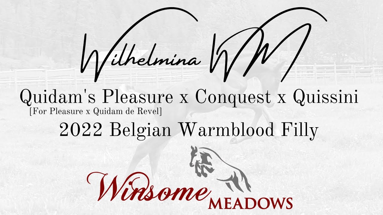 Wilhelmina WM - 2022 Belgian Warmblood Filly by Quidam's Pleasure (For ...