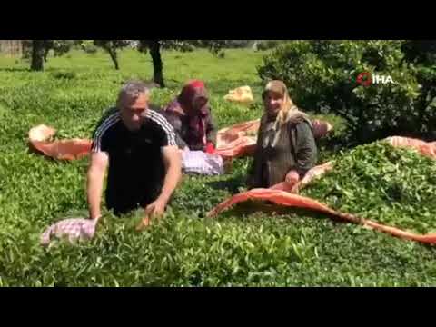 Rize'de Yaş Çay Üreticilerinin Gözleri Parlıyor! Bahçelerdeki Yeni Hasat Sezonu!