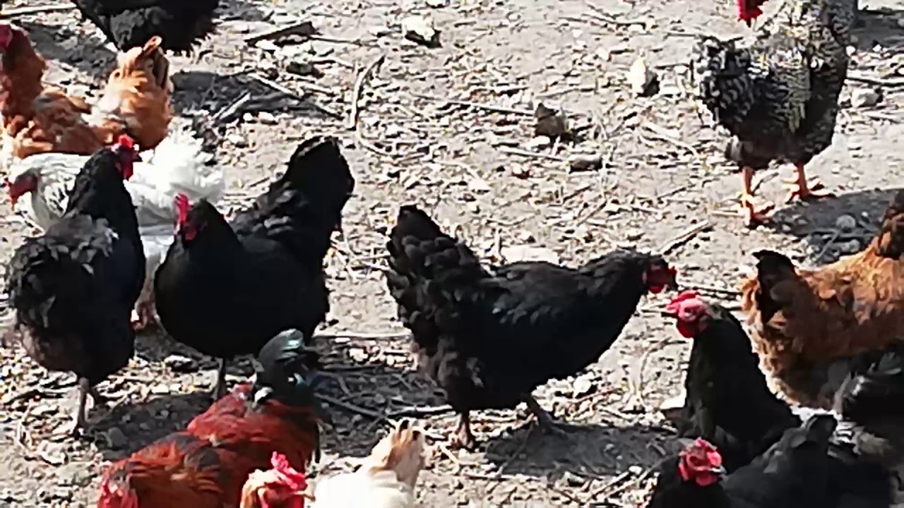 army of hens - YouTube
