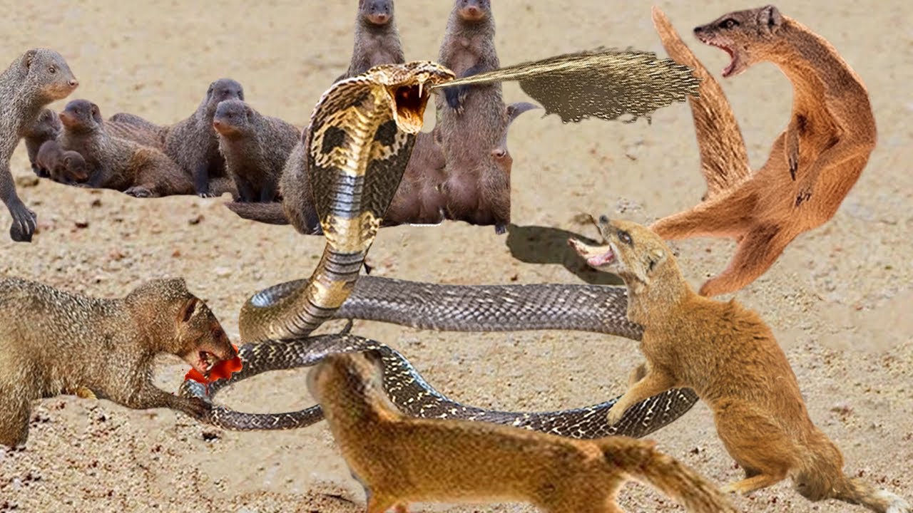 Little Weasel Confronts Extremely Poisonous Rattlesnake, The Last Minute Bite Decides The Winner ...