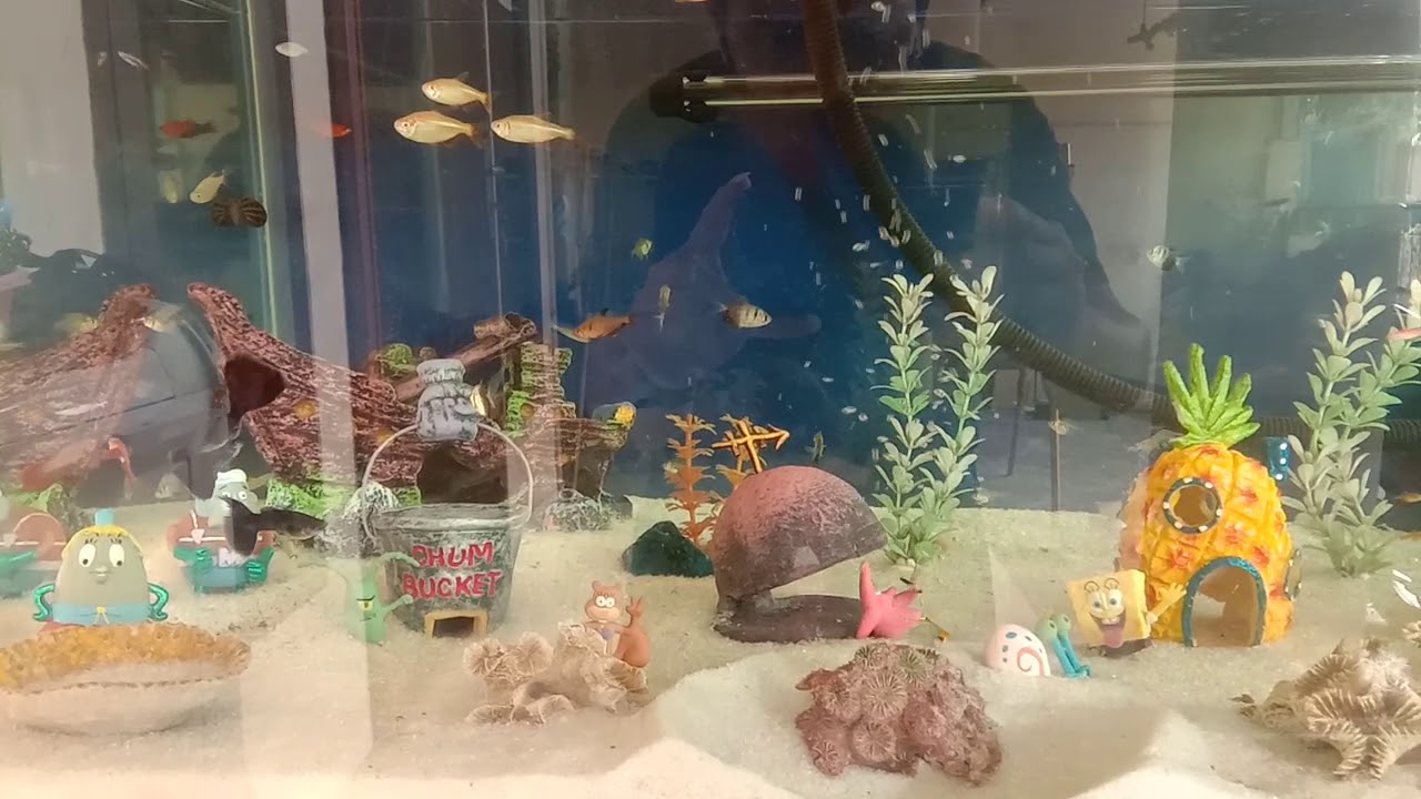 Jumbo Aquascape !! Bikini Bottom Spongebob Aquascape - YouTube