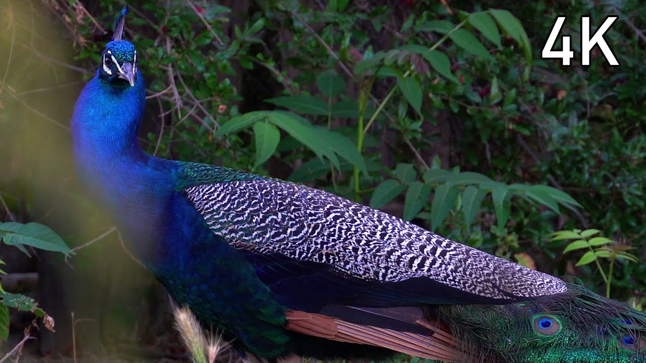 Peacocks doing peacock stuff in 4K - YouTube