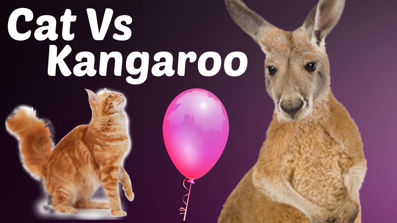 Cat Playing With a Kangaroo & a Balloon - YouTube