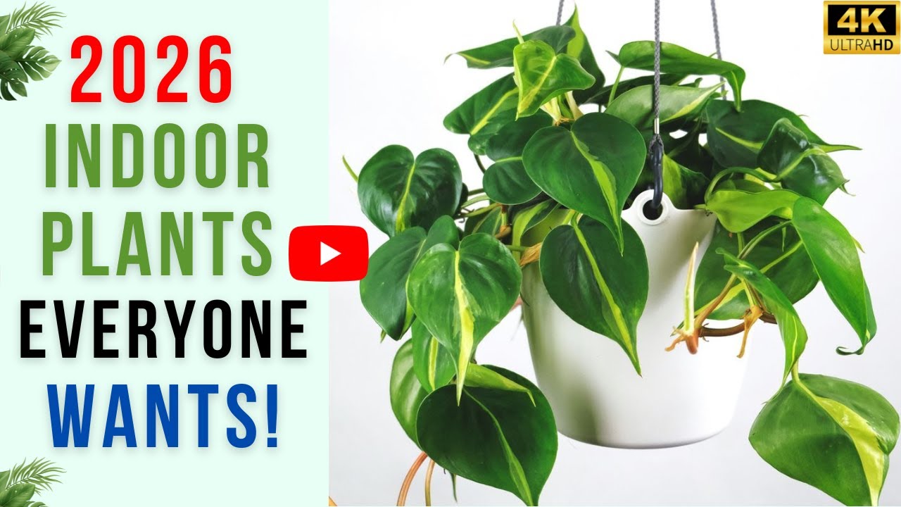 Top Trending Houseplants in 2026 Plants (EVERYONE Is Buying) - YouTube